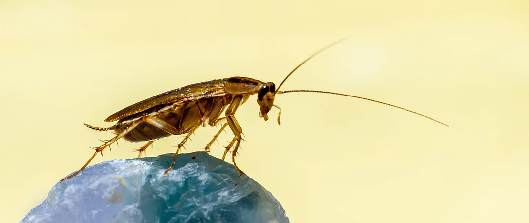 Best Cockroaches Control in Malaysia - 1800NoPests